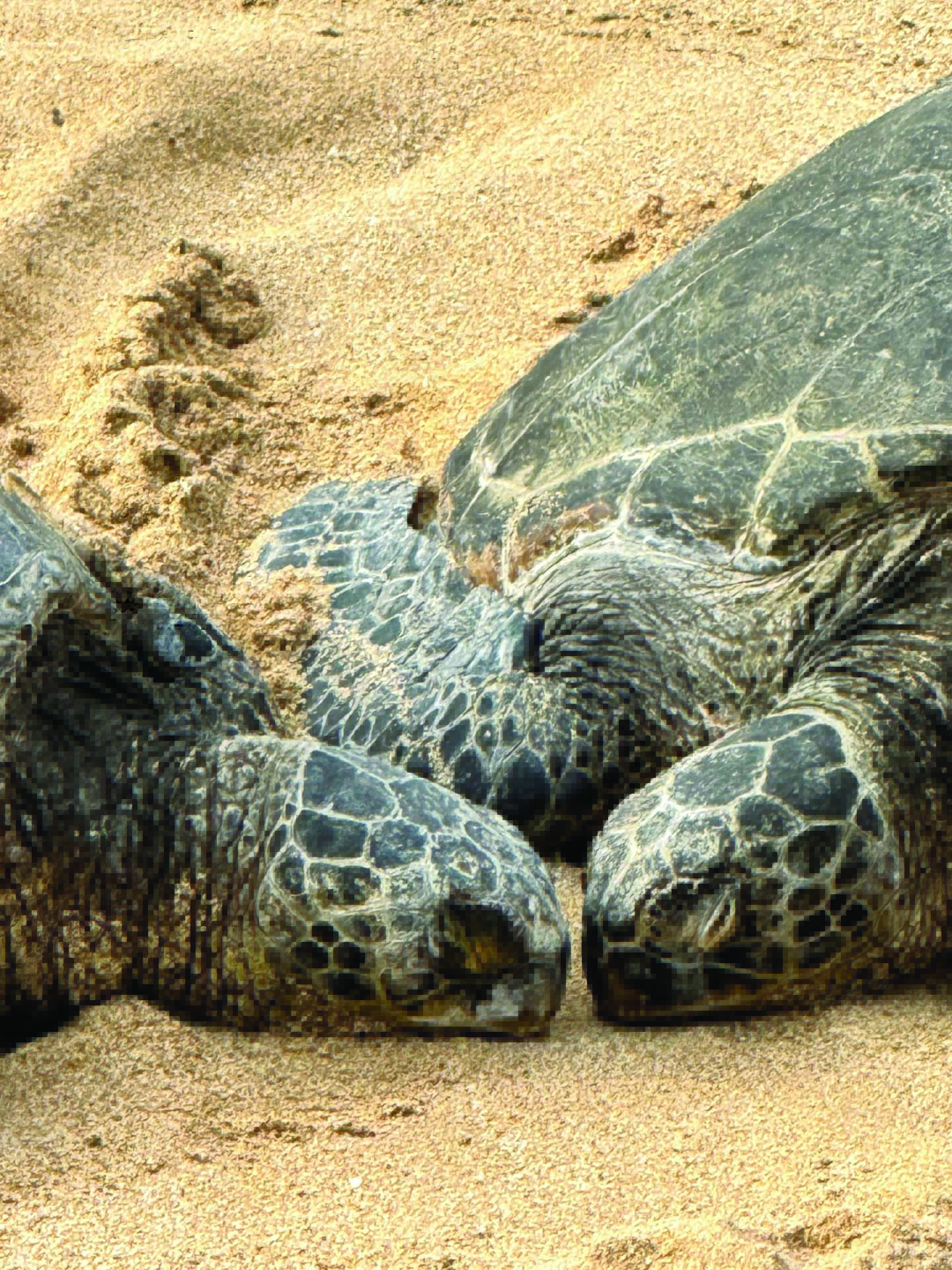‘Hookipa turtles’ | News, Sports, Jobs - Maui News